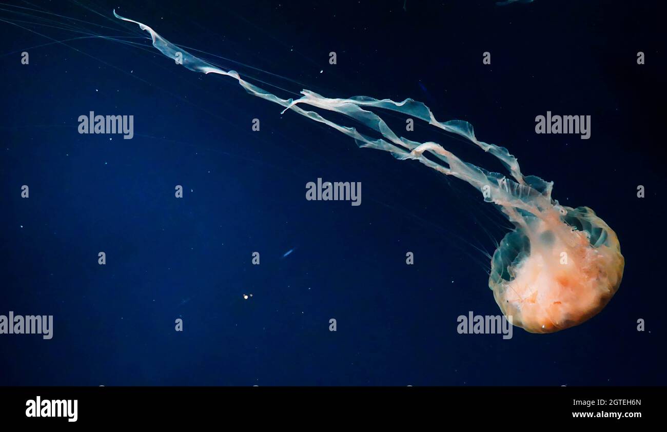 Zooplankton asia hi-res stock photography and images - Alamy