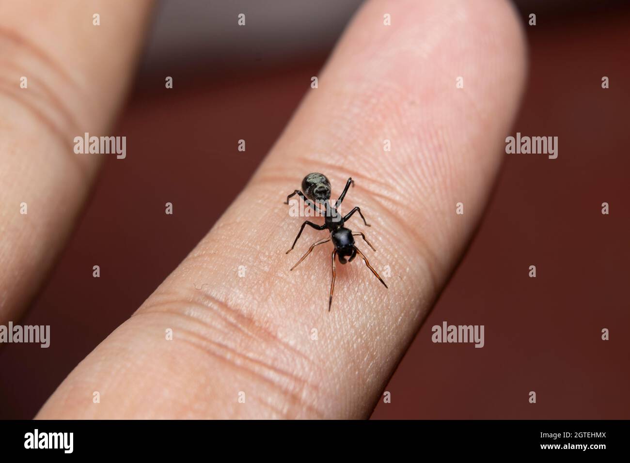 Ant close up skin hi-res stock photography and images - Alamy