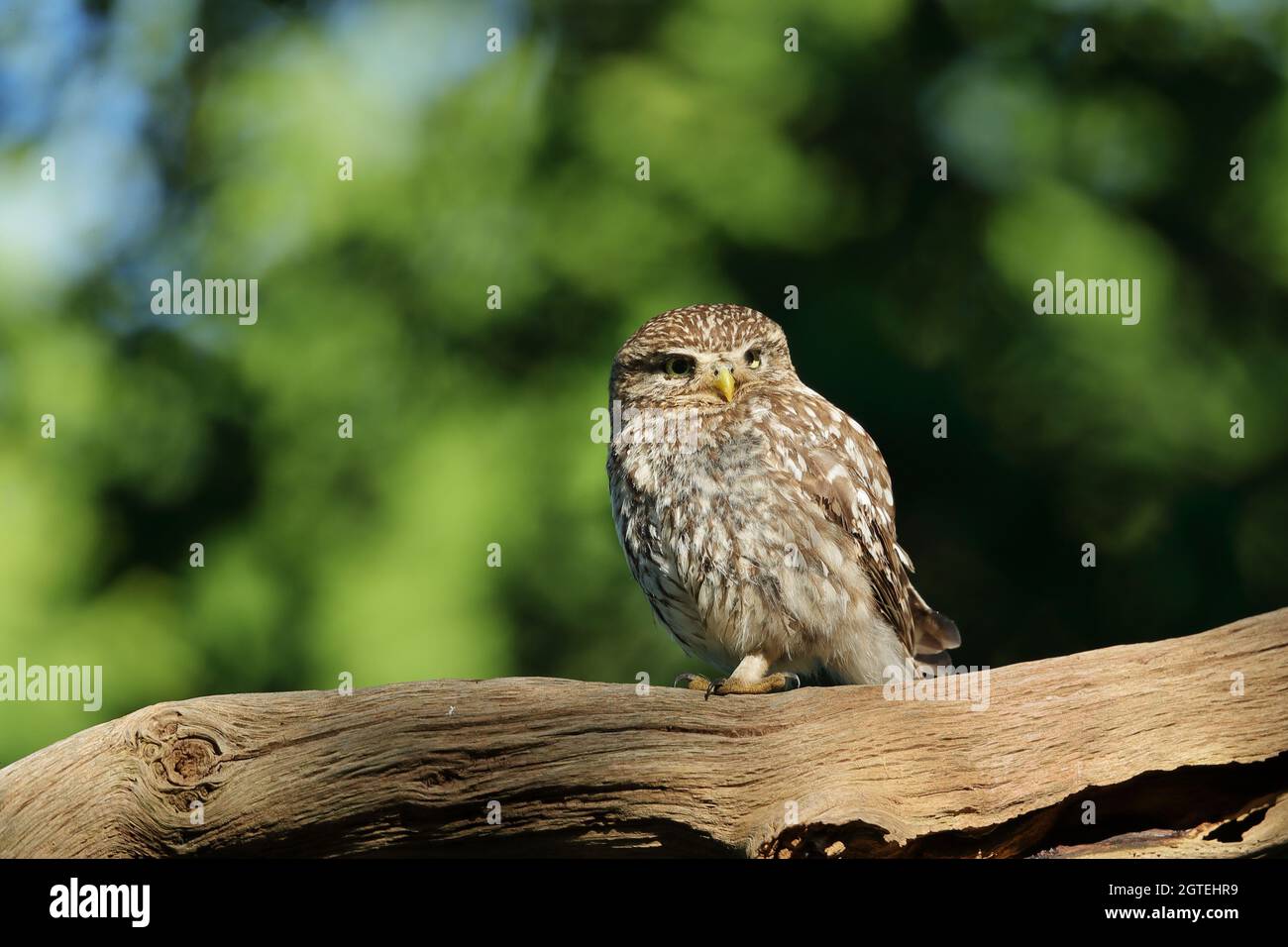 Perfect owl hi-res stock photography and images - Alamy
