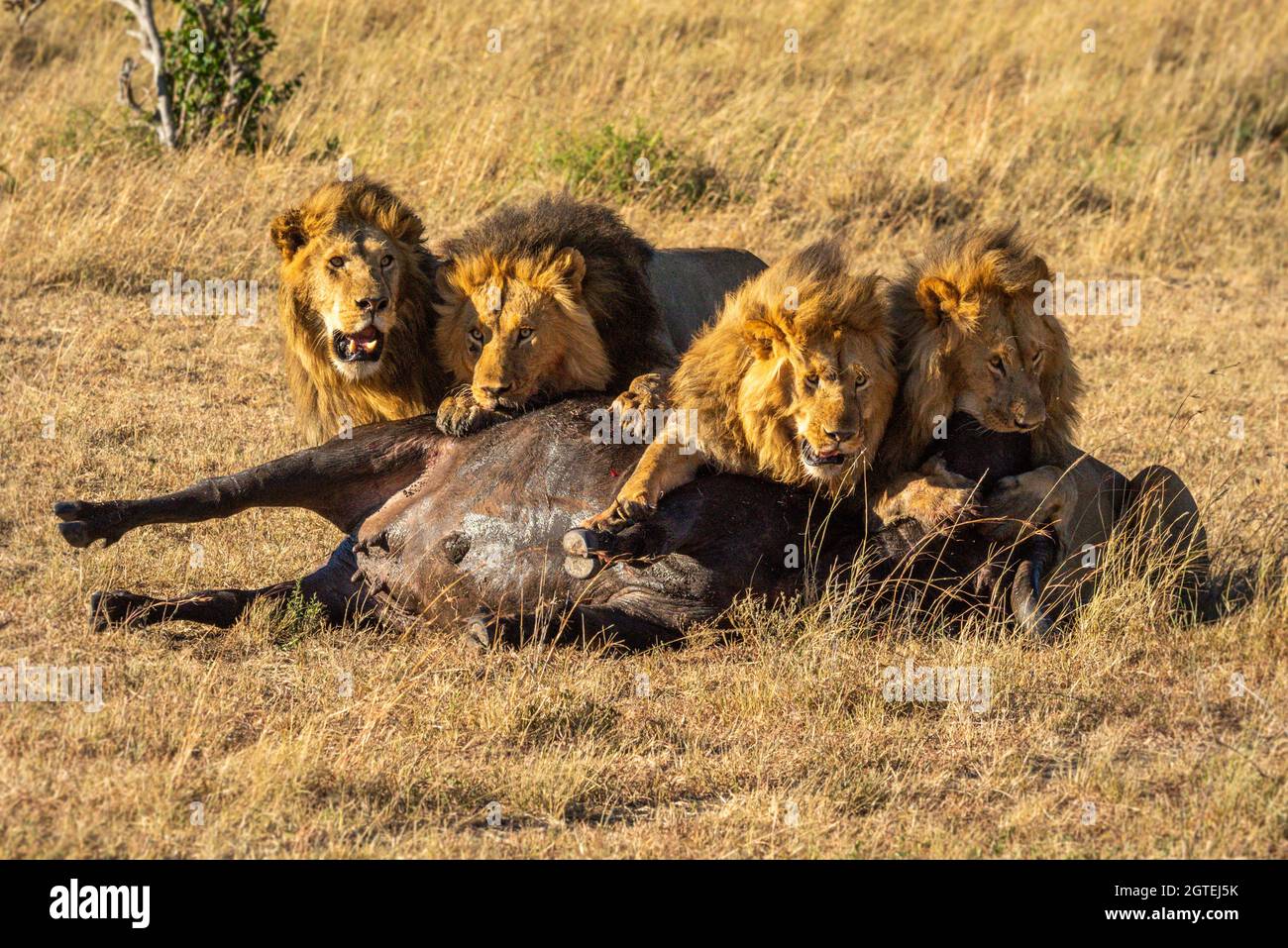 People hunting buffalo hi-res stock photography and images - Alamy