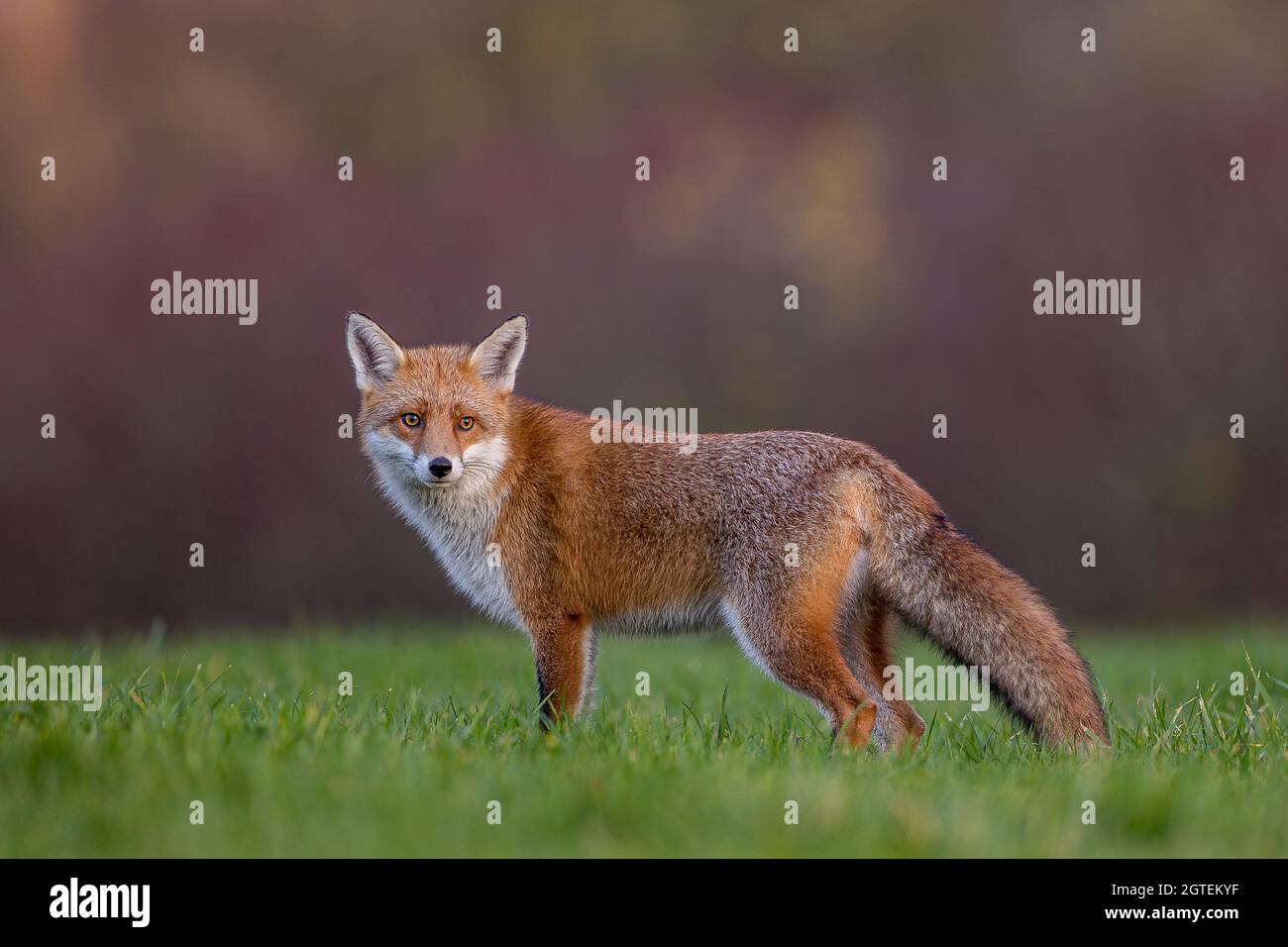 Fox , Vulpes vulpes Stock Photo - Alamy