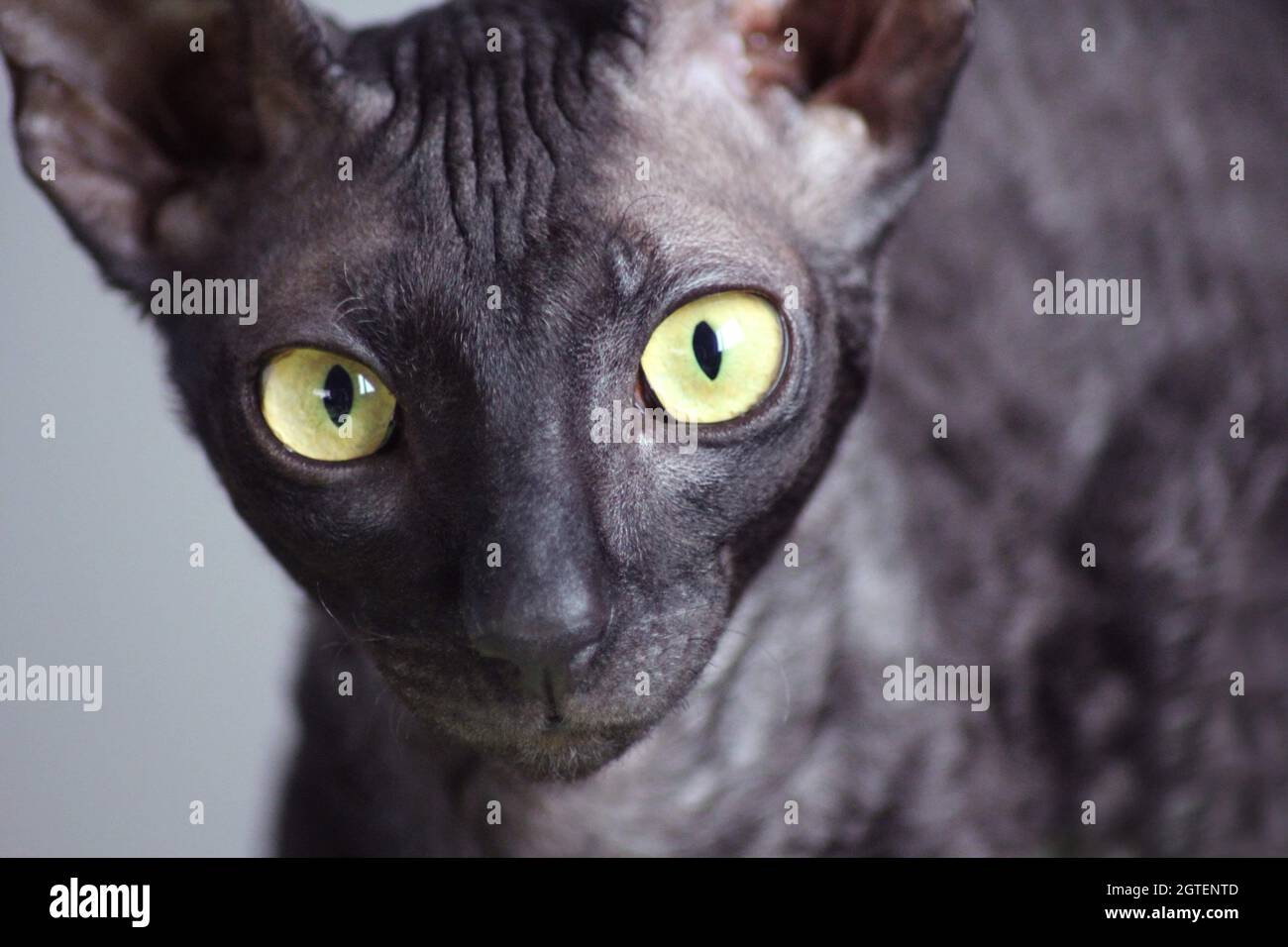 Black cornish rex cat hi-res stock photography and images - Alamy