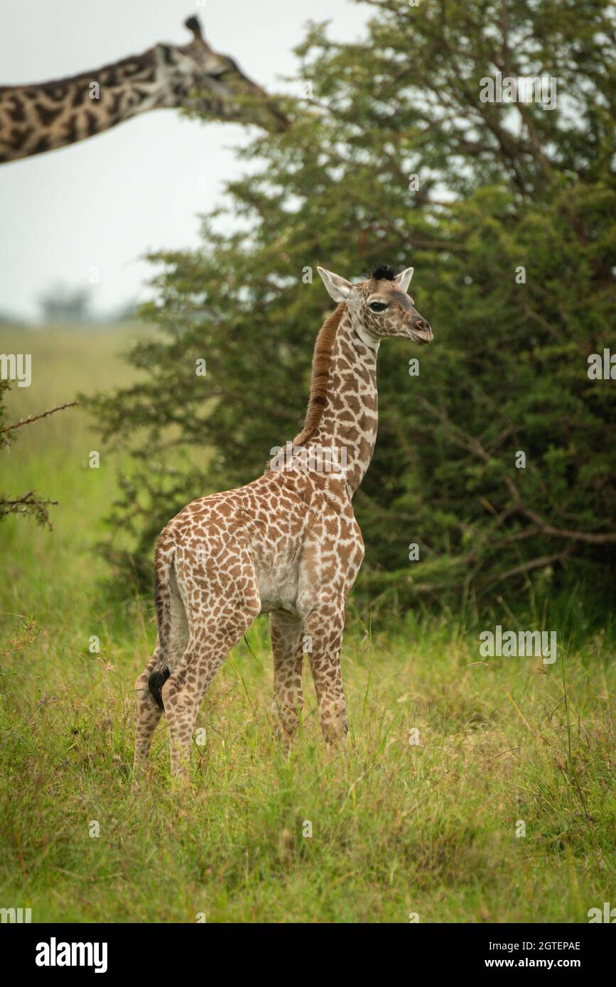 Giraffe looking behind hi-res stock photography and images - Alamy