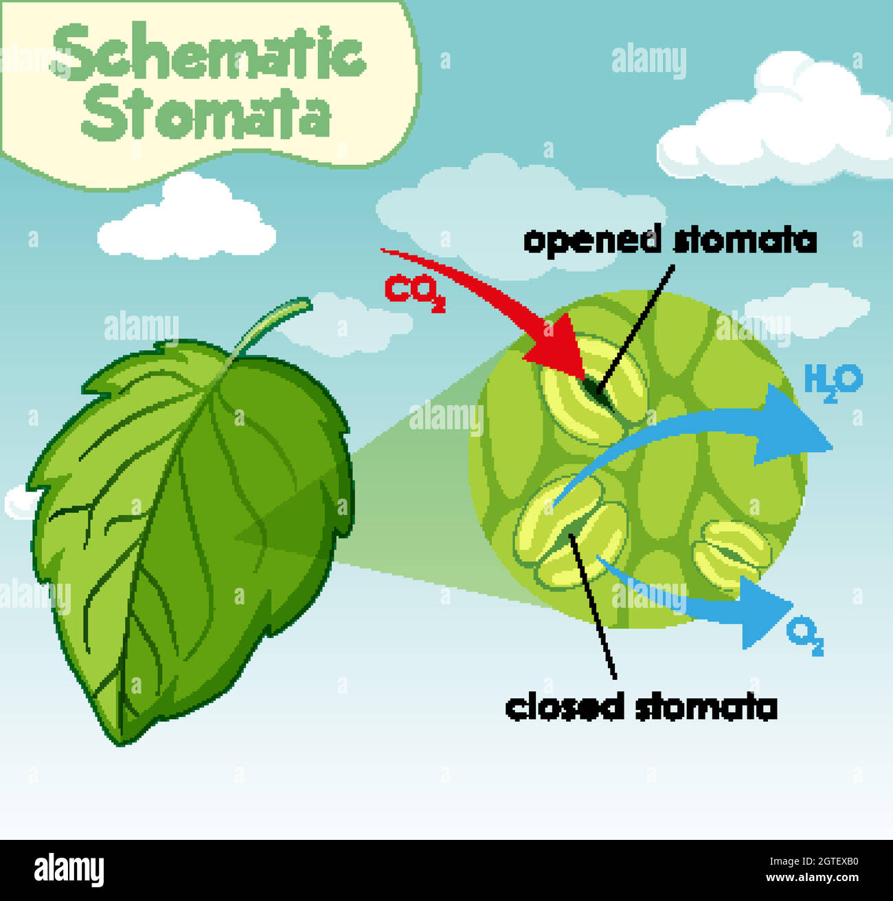 Diagram showing schematic stomata Stock Vector Image & Art - Alamy Diagram showing schematic stomata Stock Vector Image & Art - Alamy
