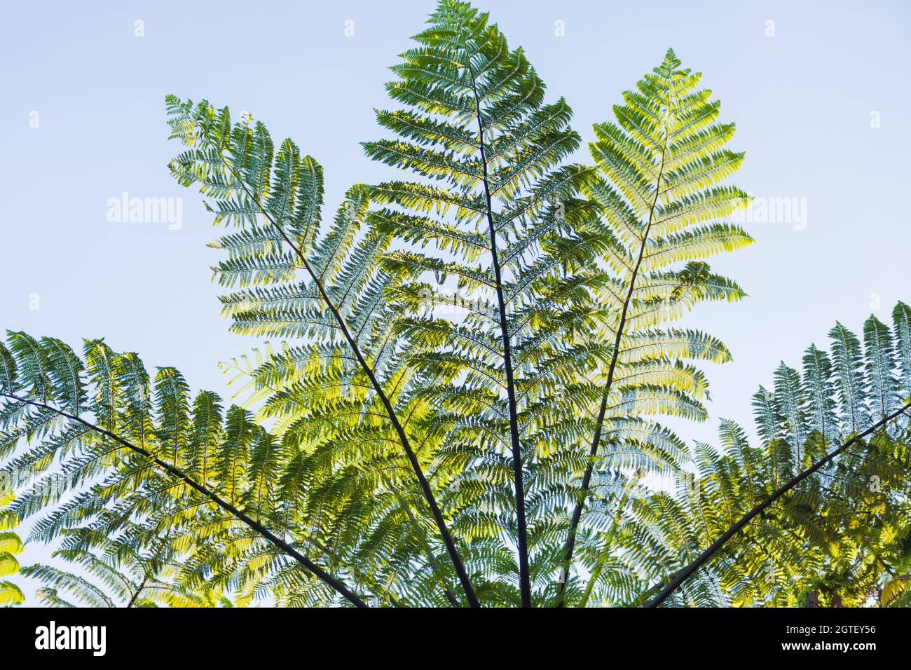 New Zealand silver fern on a pale blue sky background Stock Photo - Alamy