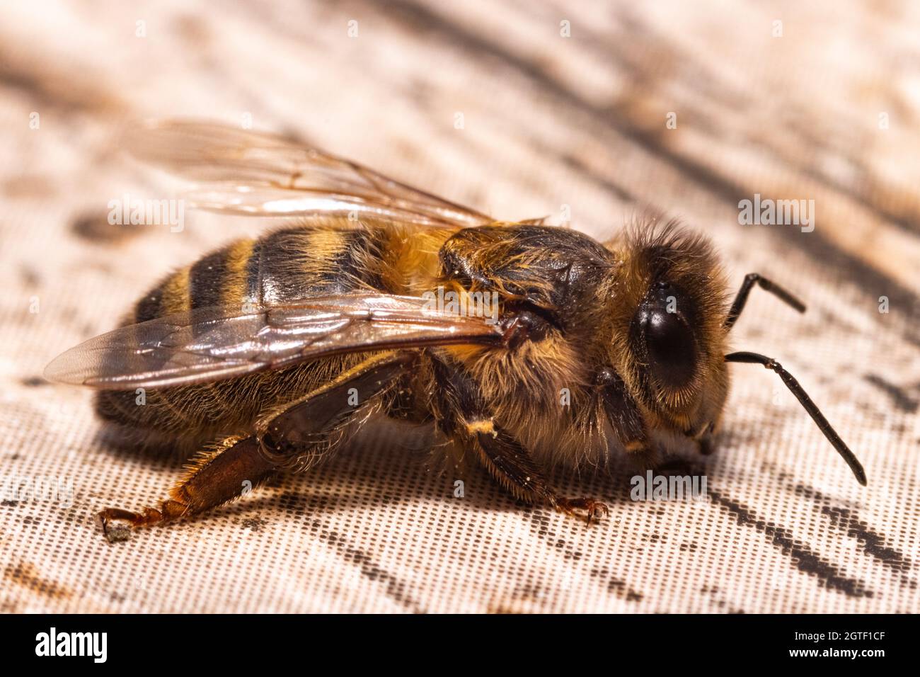 Western honey bee eye hi-res stock photography and images - Alamy