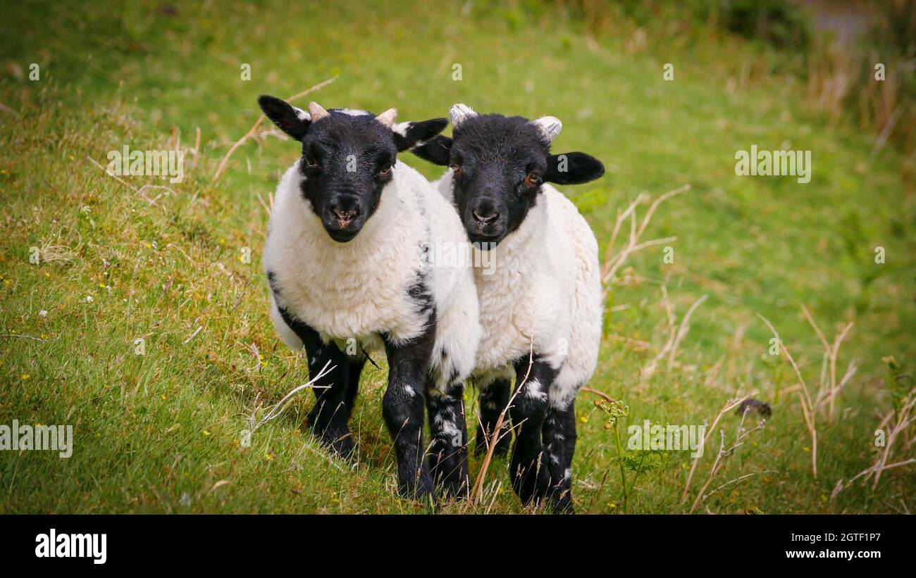 Cute lamb looking into camera hi-res stock photography and images - Alamy