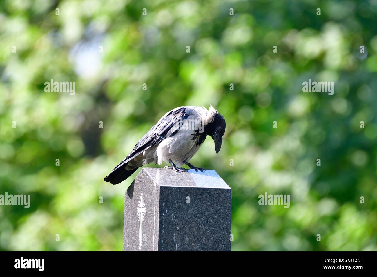 Vienna, Austria. The Vienna Central Cemetery. Crow (Corvus) at the ...