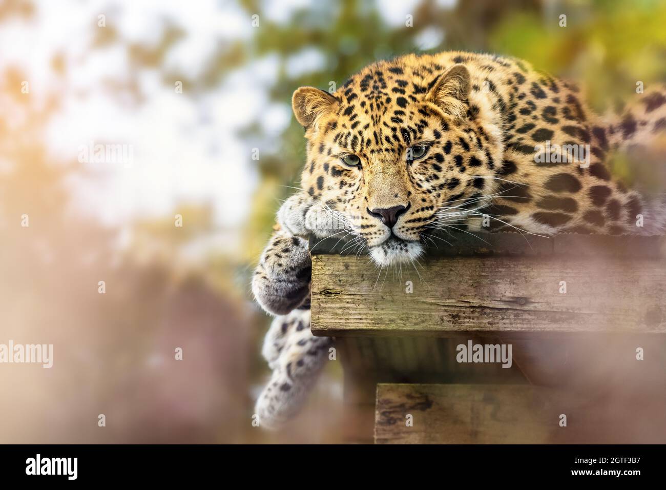 Young adult Amur Leopard in sunlight. A species of leopard indigenous ...