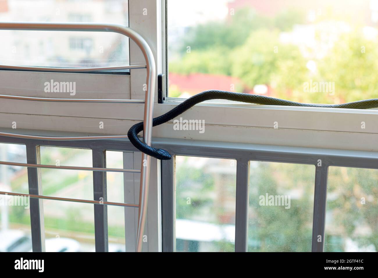 A black venomous snake climbed into a residential building through a ...