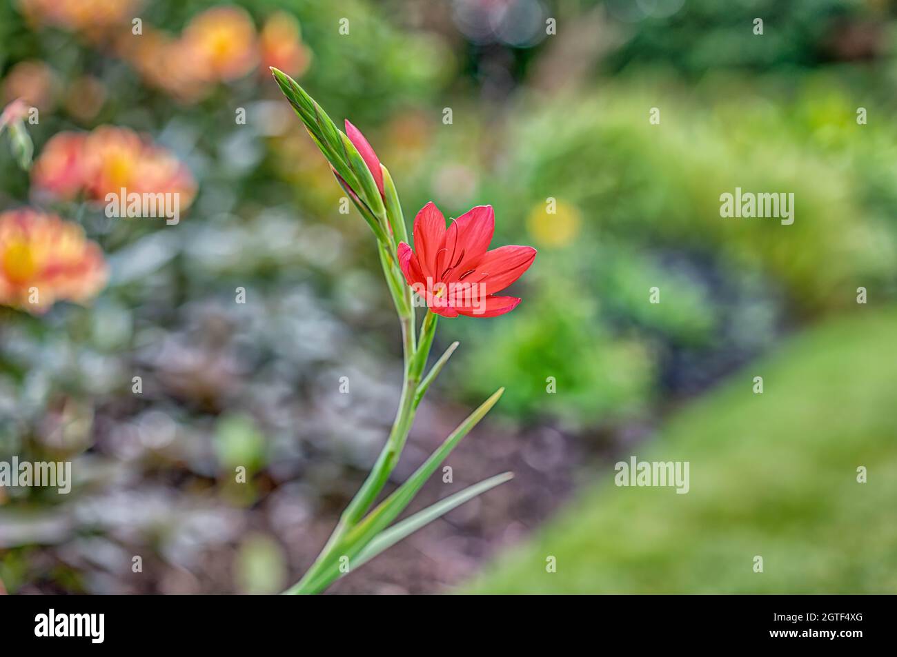 Lilly in flower border hi-res stock photography and images - Alamy