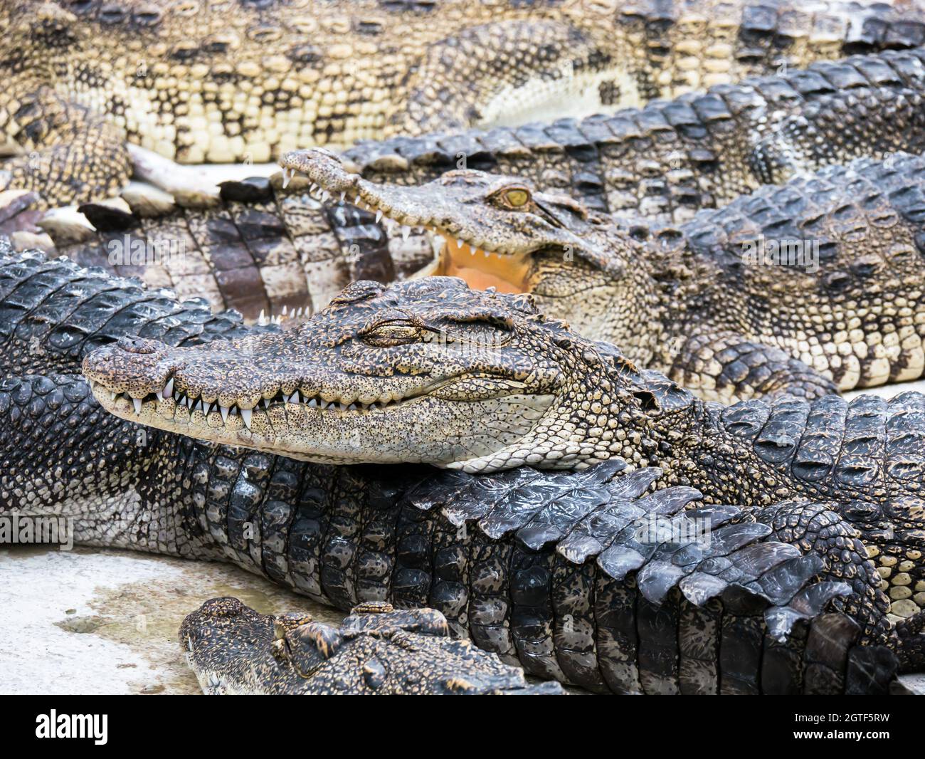 Aerial view of a crocodile hi-res stock photography and images - Alamy
