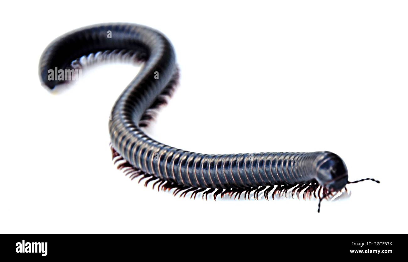 Millipede isolated on white background Stock Photo - Alamy