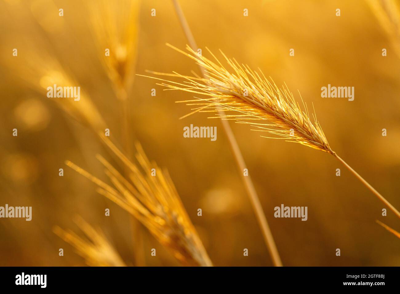 Harvest gold hi-res stock photography and images - Alamy