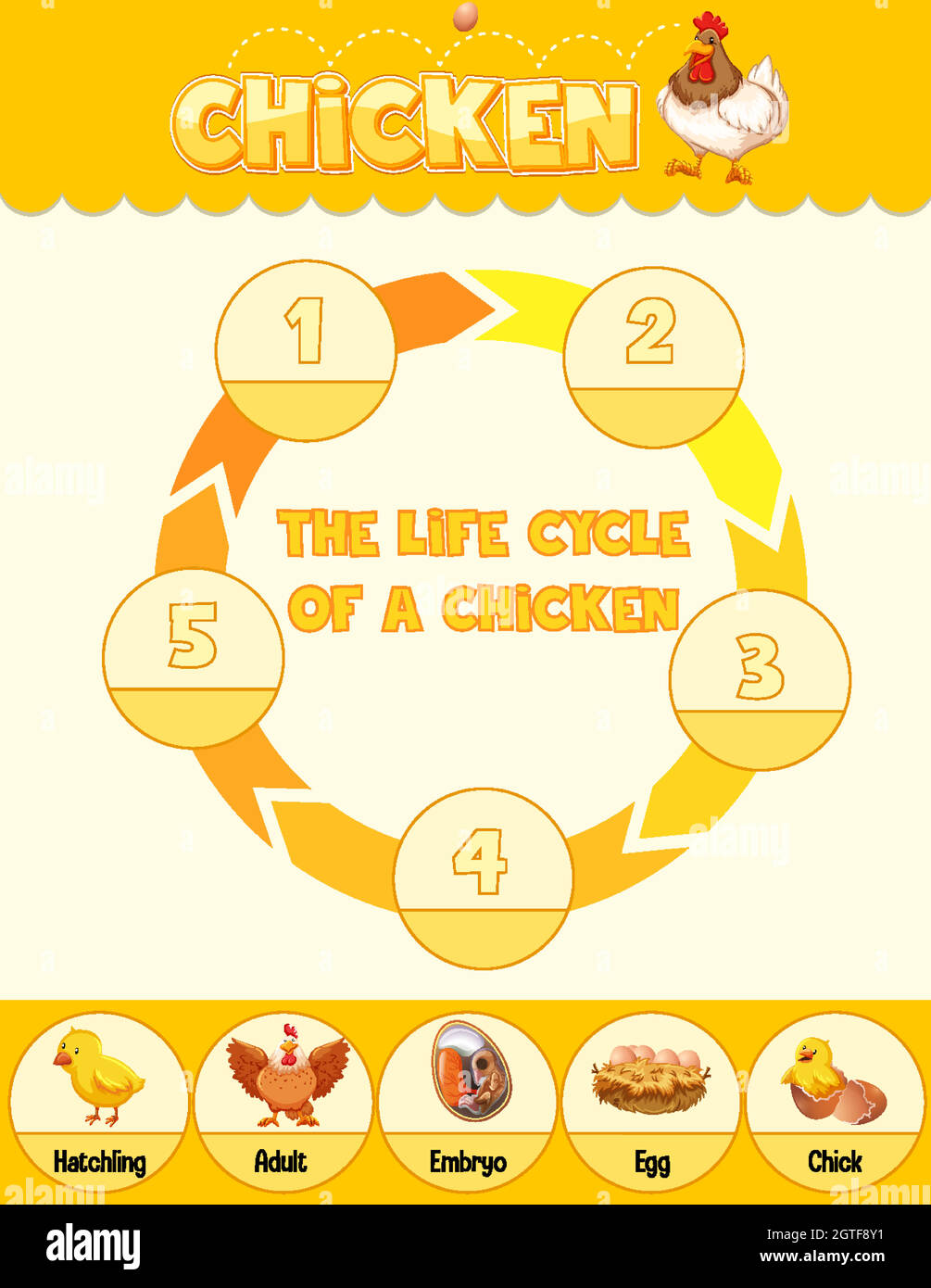Diagram showing life cycle of Chicken Stock Vector Image & Art - Alamy