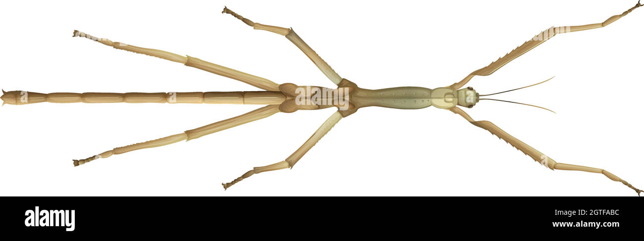 Australian walking sticks Stock Vector Images - Alamy