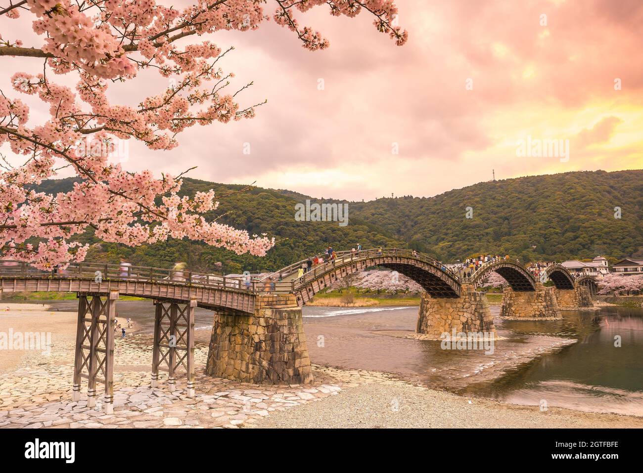 Cherry blossom Full Bloom at Kintaikyo Bridge , Japan Stock Photo - Alamy