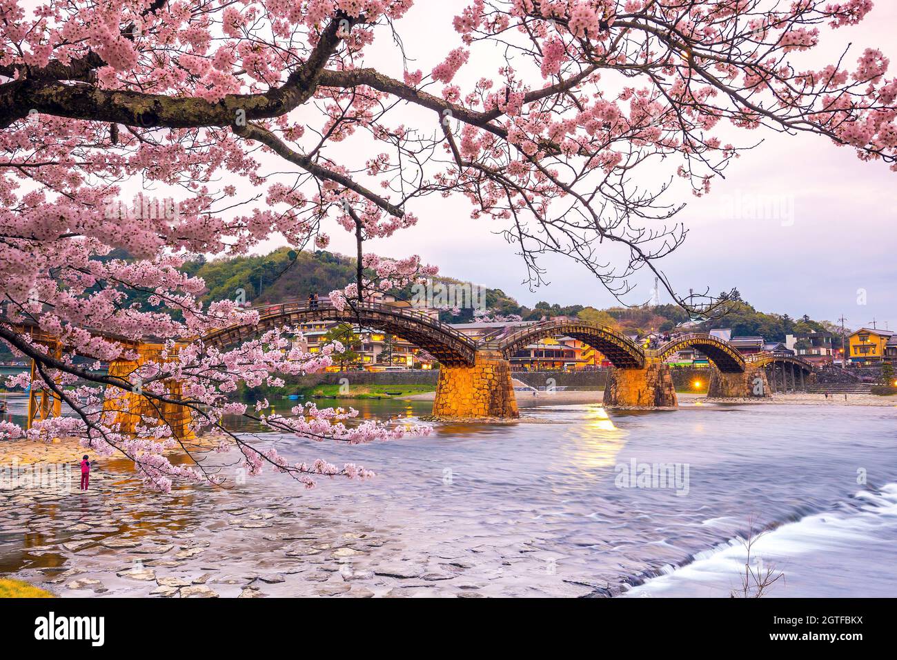 Cherry blossom kintai bridge hi-res stock photography and images - Alamy