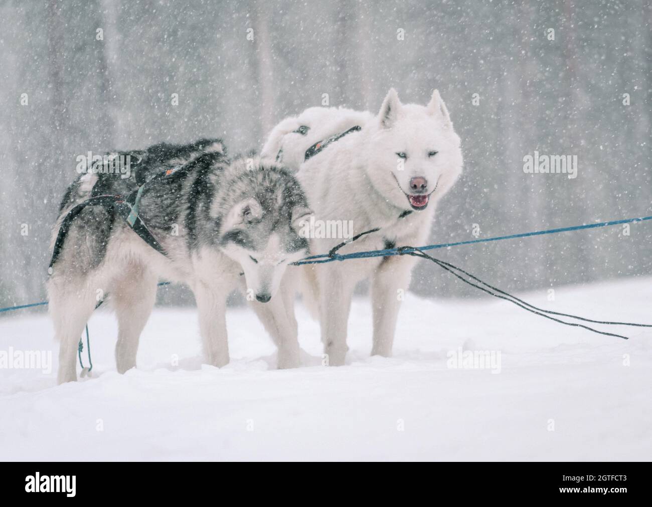 Two huskies hi-res stock photography and images - Alamy