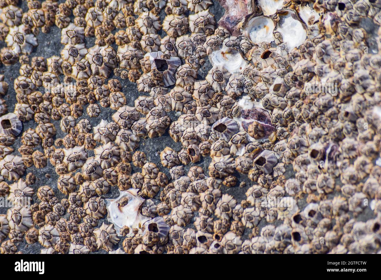 Barnacle Shells Embedded With Rock Texture Stock Photo - Alamy