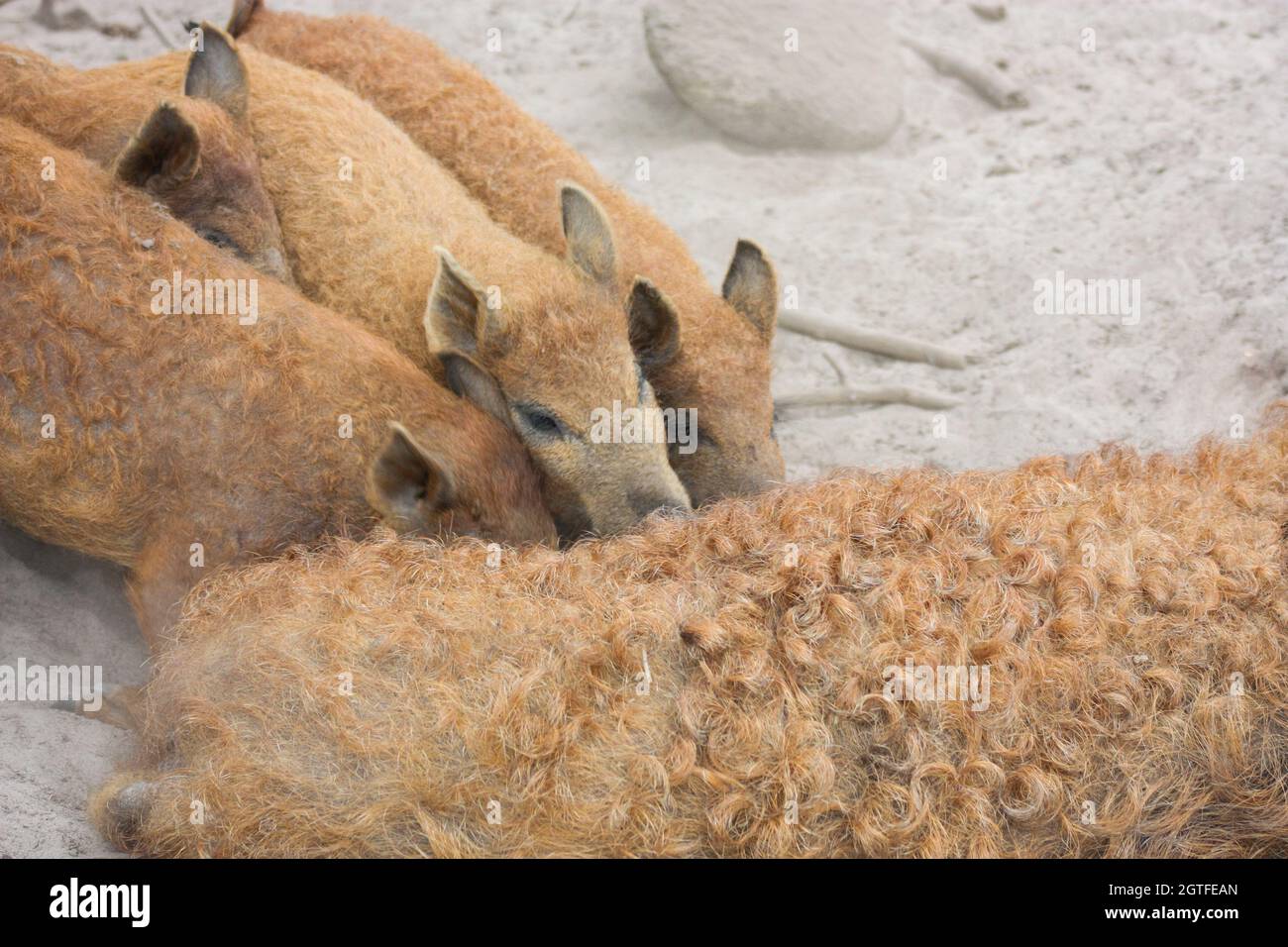 Mother Pig Breastfeeds Her Piglets Stock Photo - Alamy