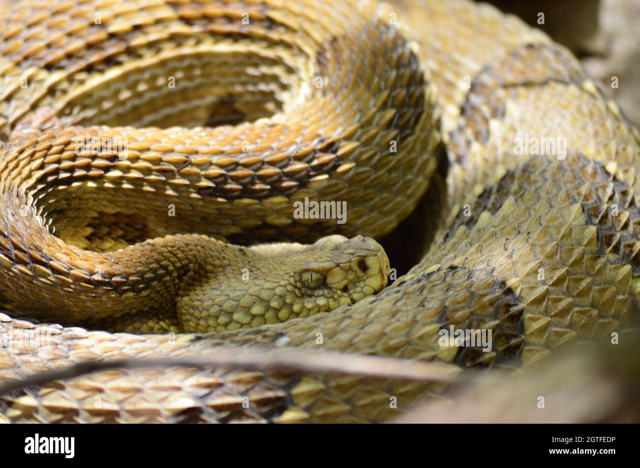 Venomous animal hi-res stock photography and images - Alamy