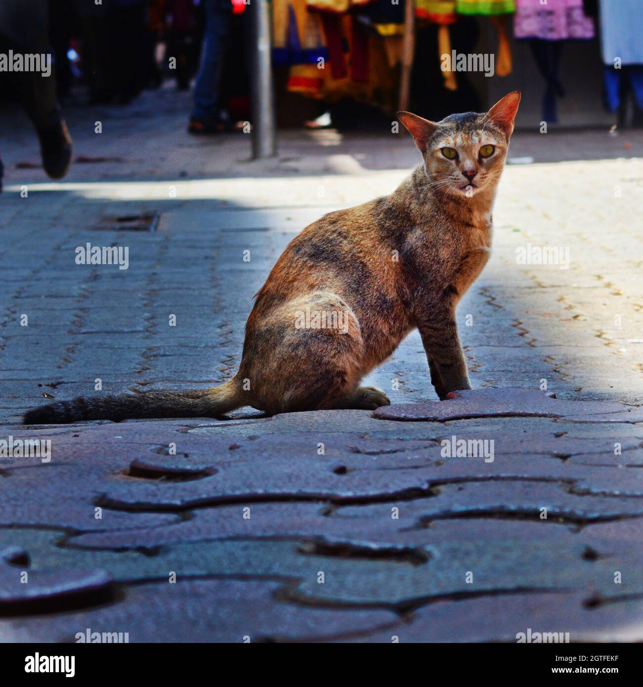 South india cats city hi-res stock photography and images - Alamy