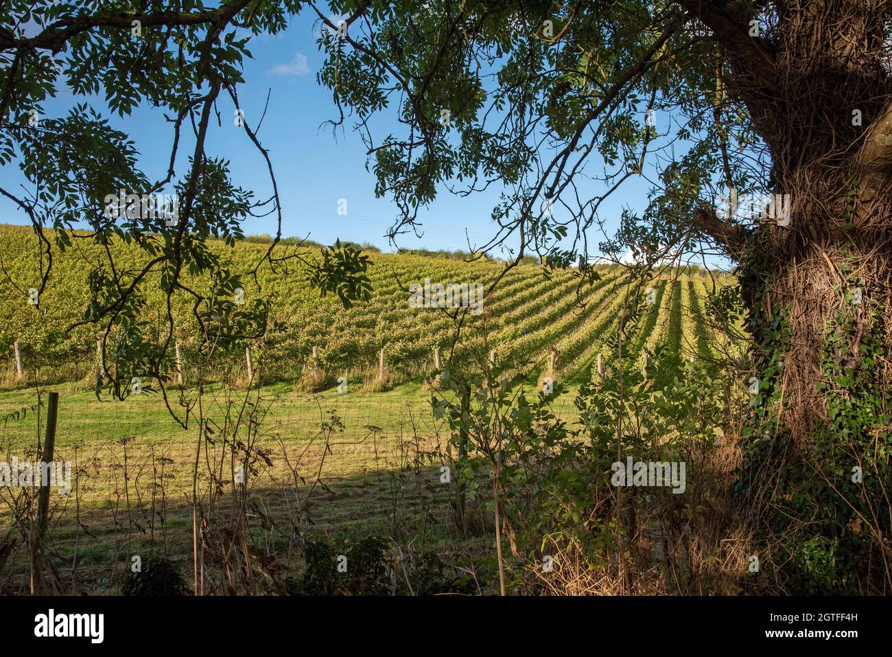 Vines growing on tree hi-res stock photography and images - Alamy