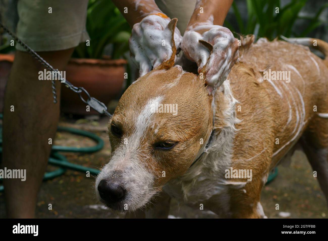 Animal cleaning house hi-res stock photography and images - Alamy