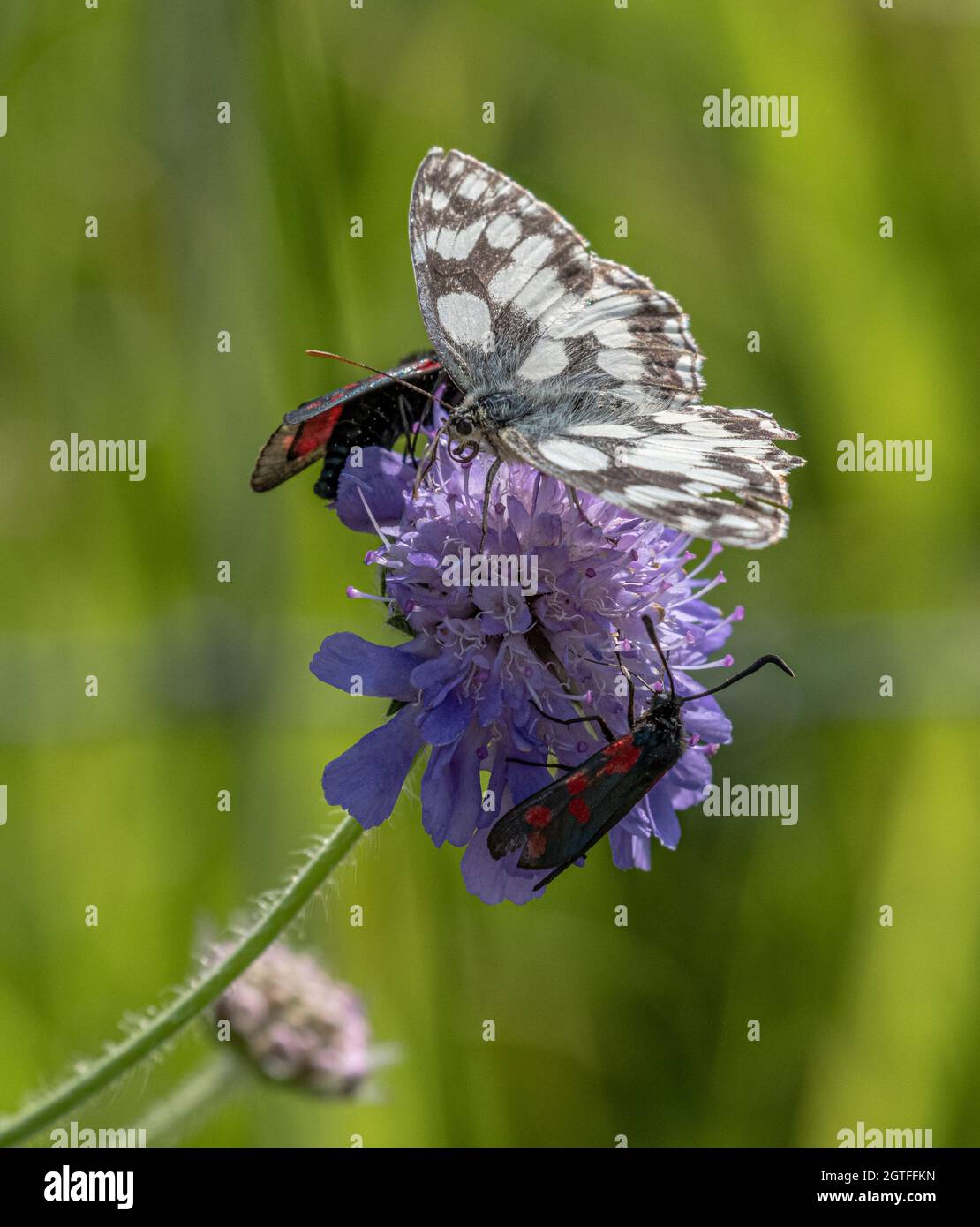 Marbled White Butterfly (Melanargia galathea) and Six-spot burnet moths ...