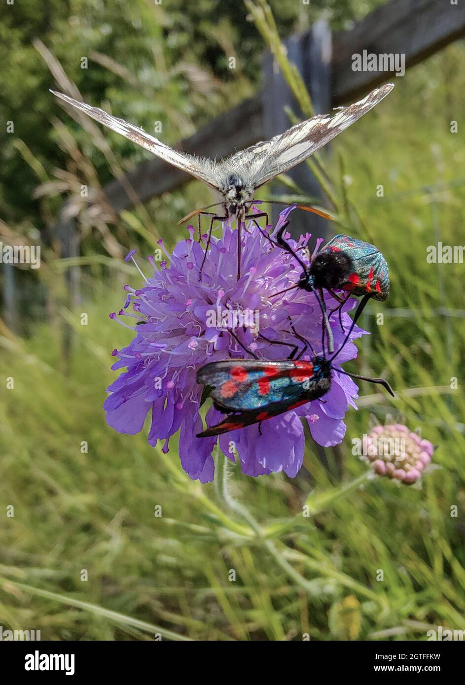Marbled White Butterfly (Melanargia galathea) and Six-spot burnet moths ...