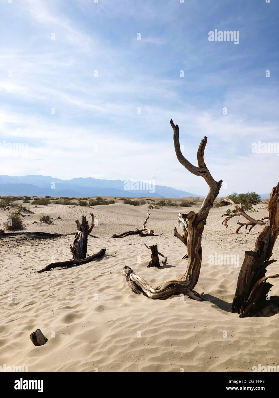 Dead tree on barren land hi-res stock photography and images - Alamy
