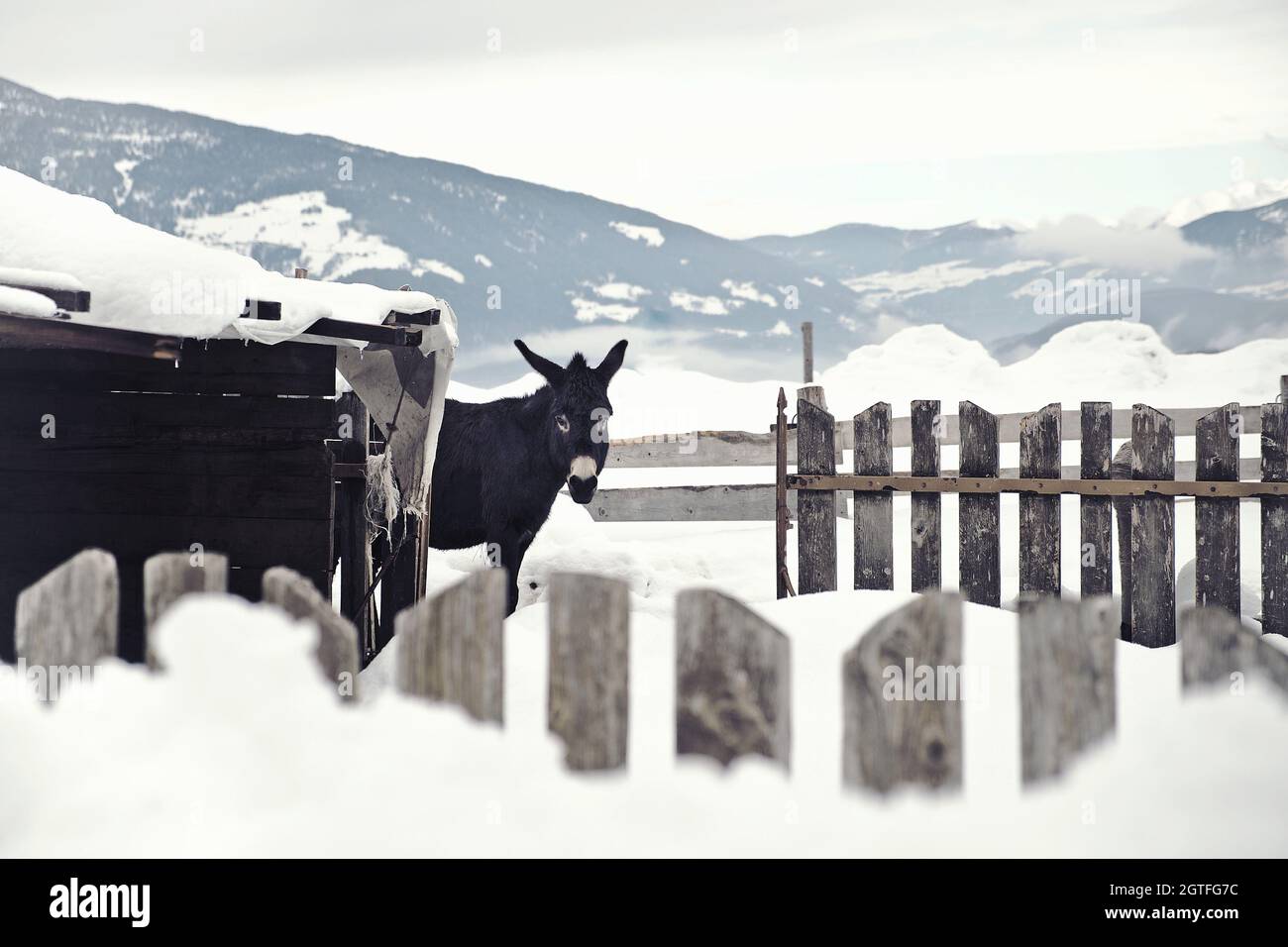 Donkey ice hi-res stock photography and images - Alamy
