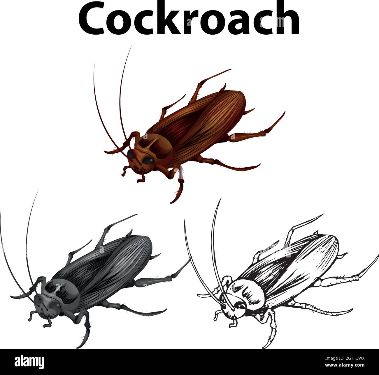 Cockroach Stock Vector Images - Alamy
