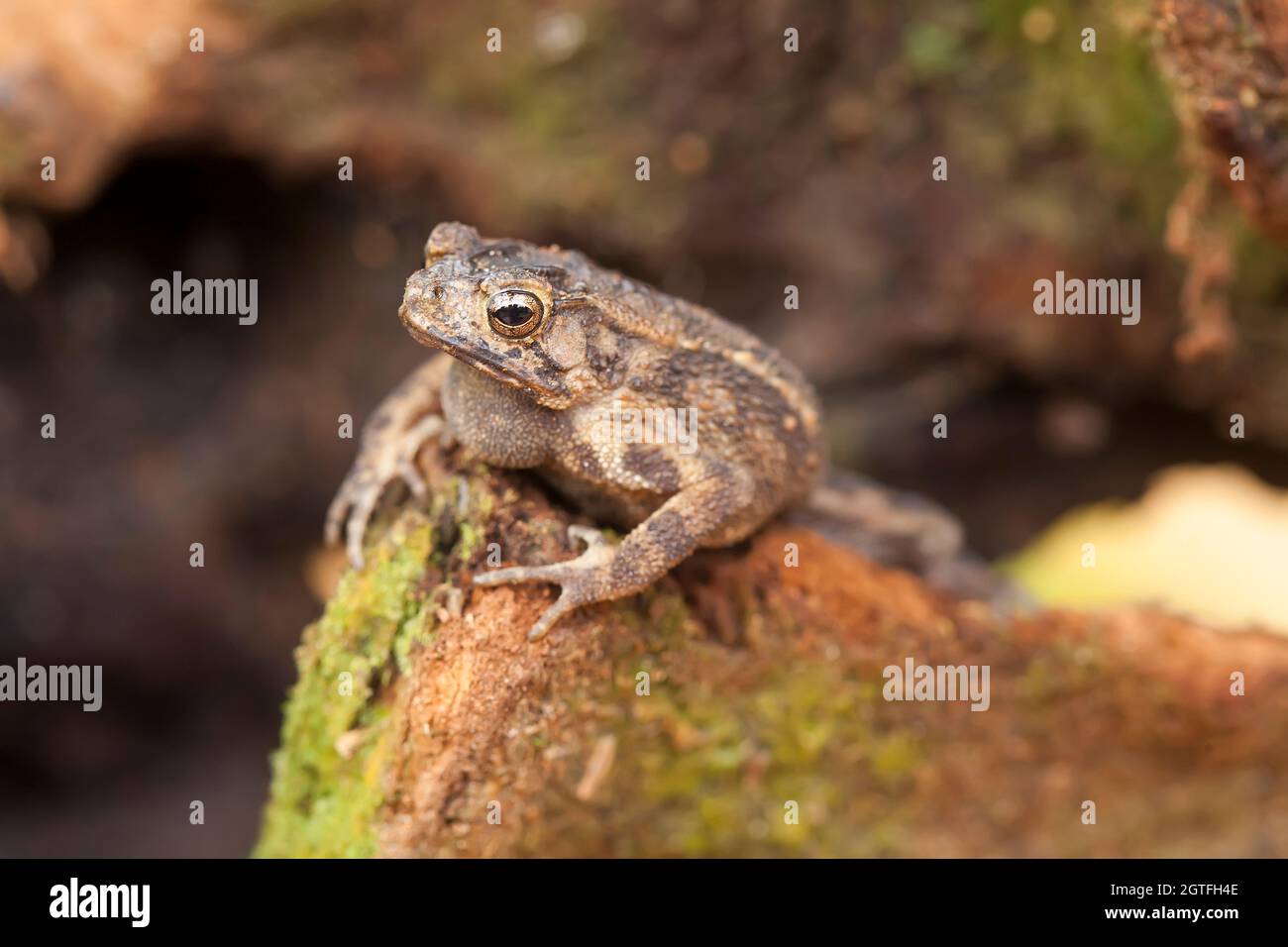 Skin close up tree frog hi-res stock photography and images - Alamy