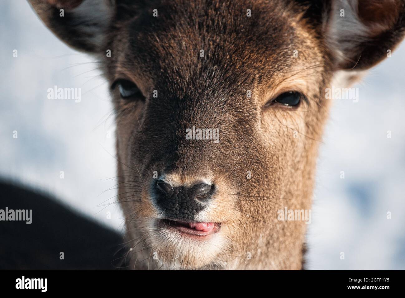 Deer sticking out his tongue hi-res stock photography and images - Alamy