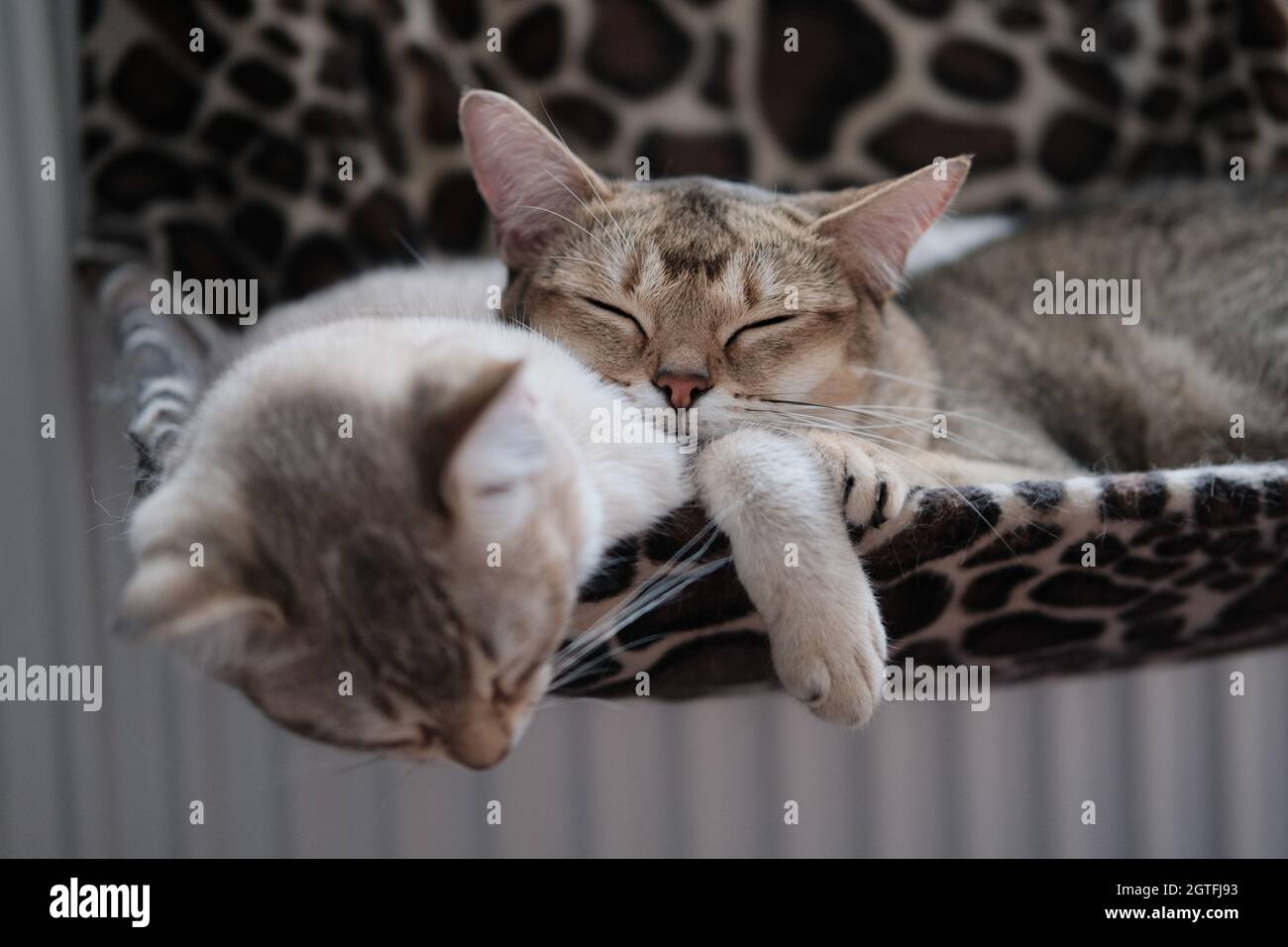 Czech cat hi-res stock photography and images - Alamy