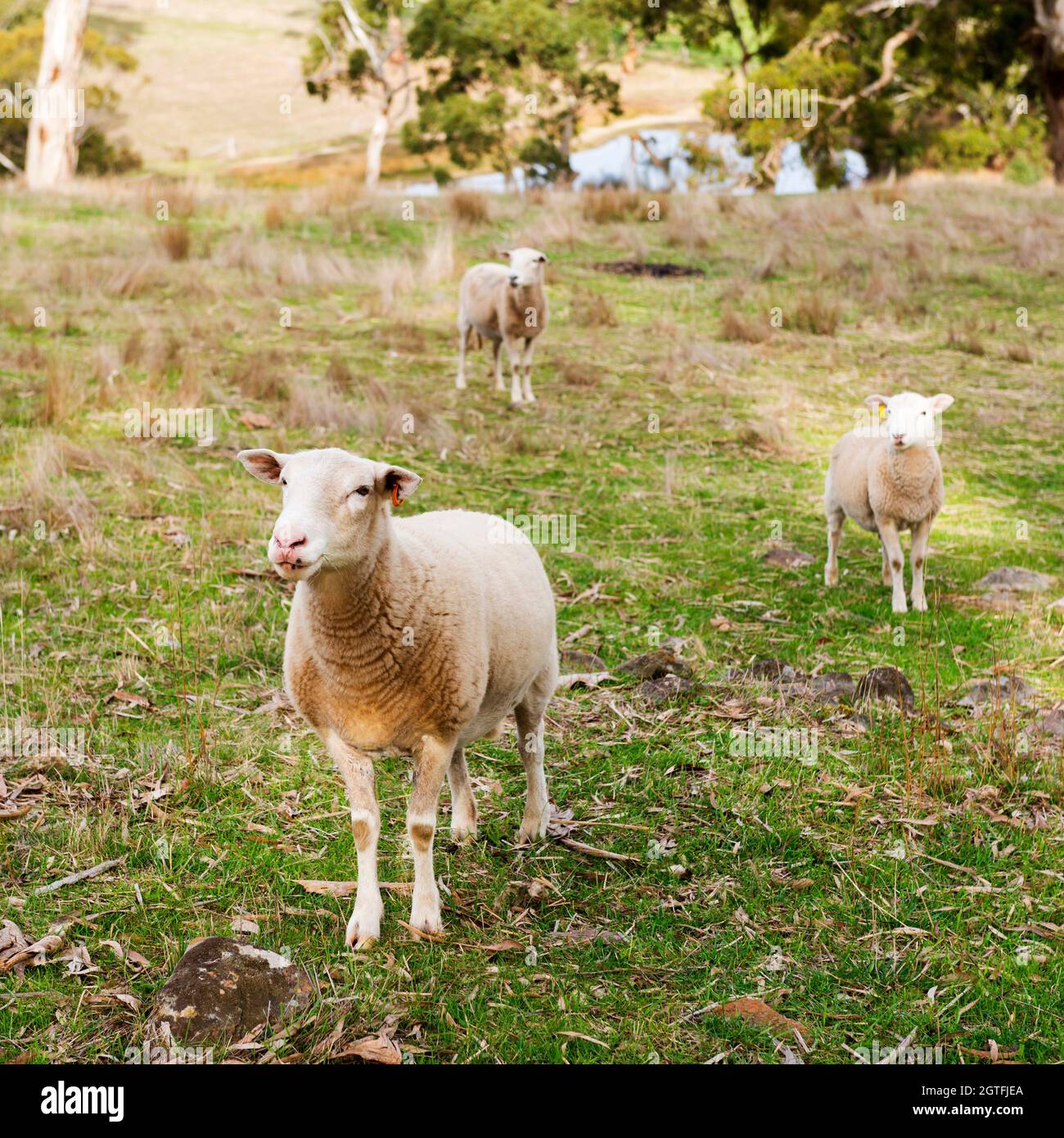 Australian lambs hi-res stock photography and images - Alamy