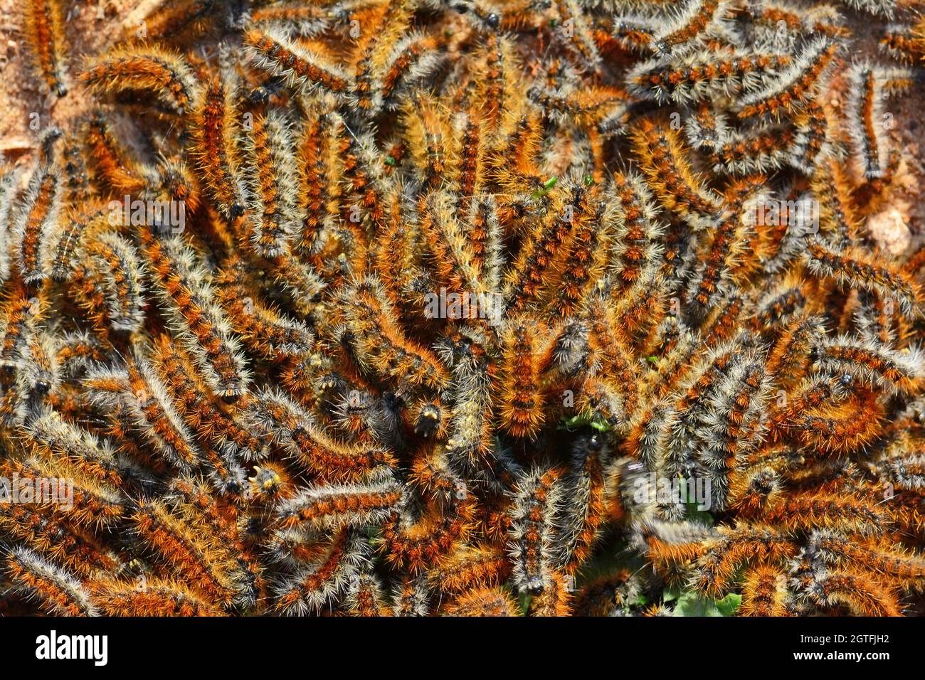 Caterpillar swarm on the march Stock Photo - Alamy