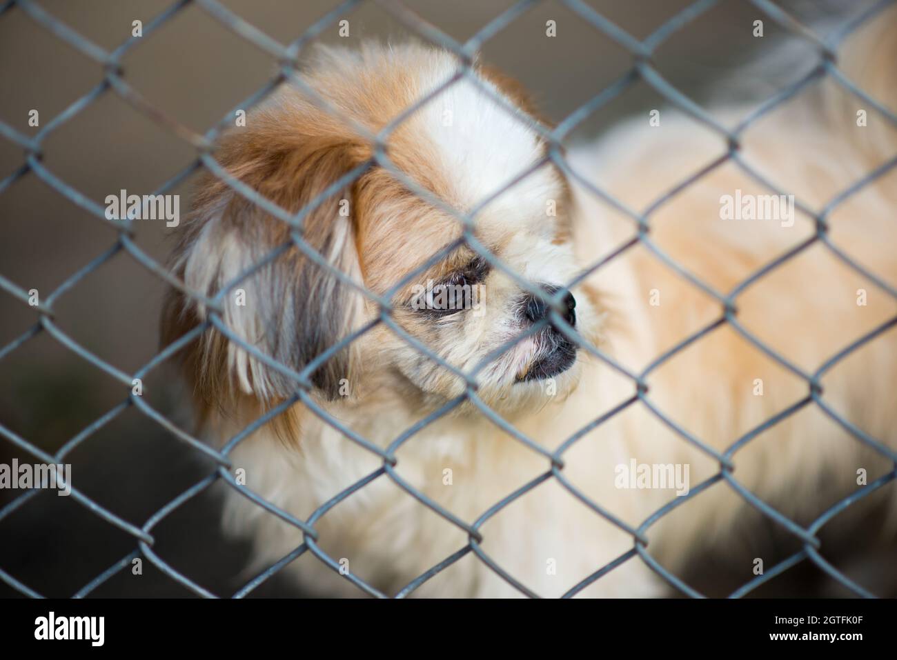 Is locked in a cage hi-res stock photography and images - Alamy