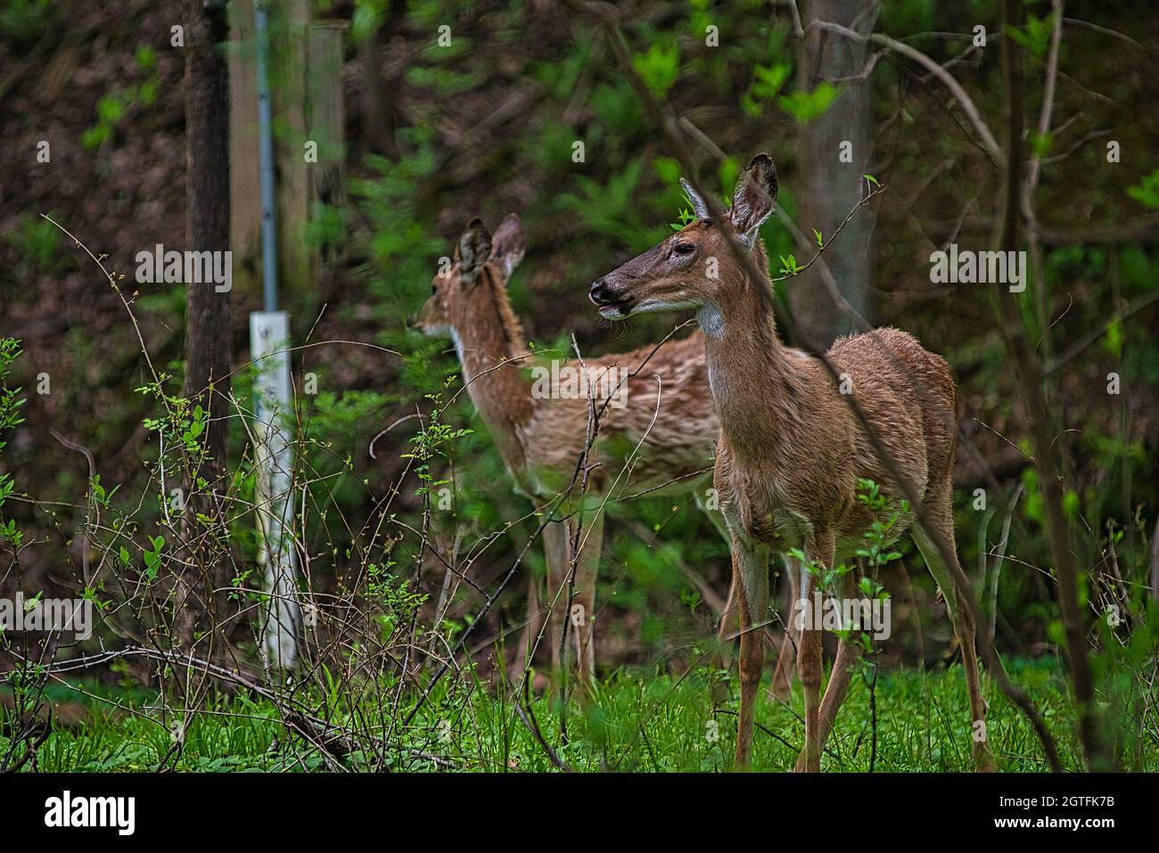 Deer heard hi-res stock photography and images - Alamy