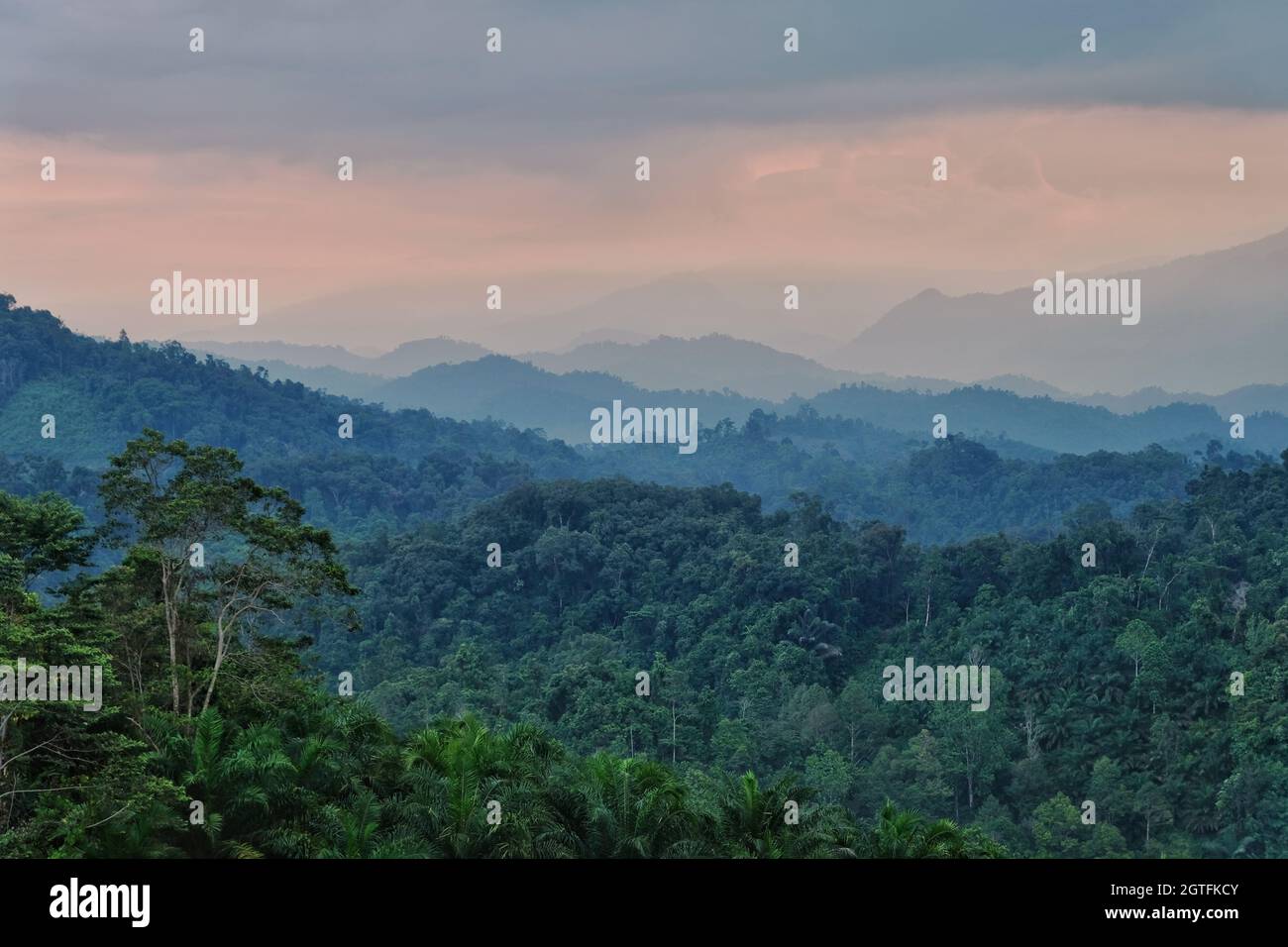 Indonesia rainforest bird hi-res stock photography and images - Alamy