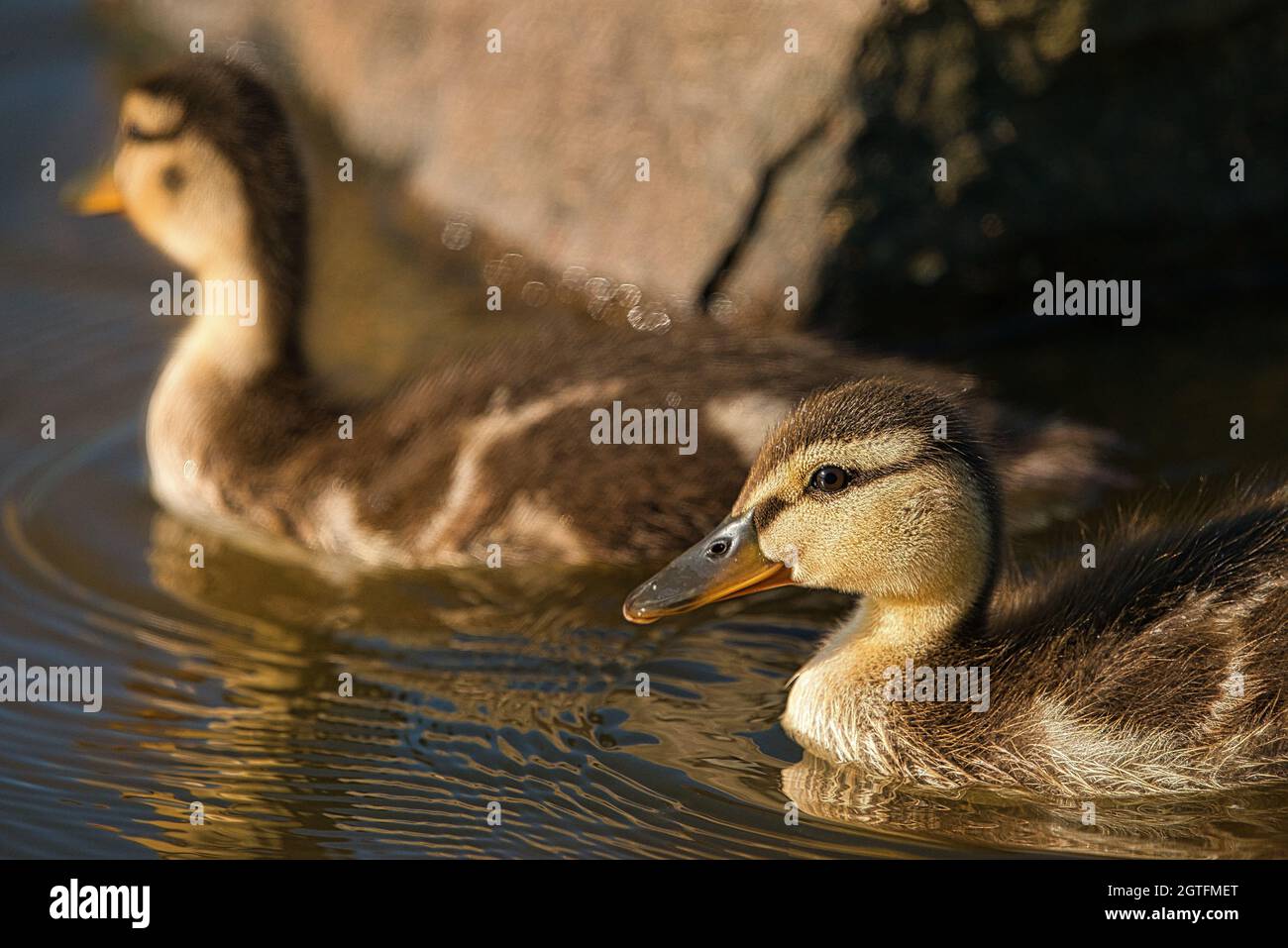 People ducking hi-res stock photography and images - Alamy
