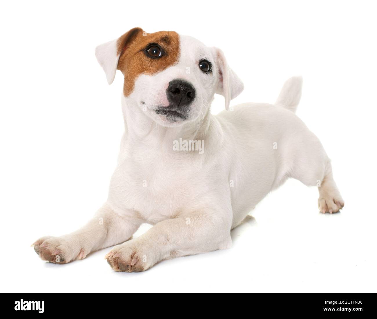 Russell animals hi-res stock photography and images - Alamy