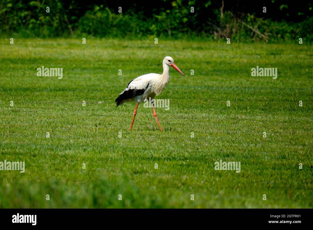 Stork walking on grassland hi-res stock photography and images - Alamy