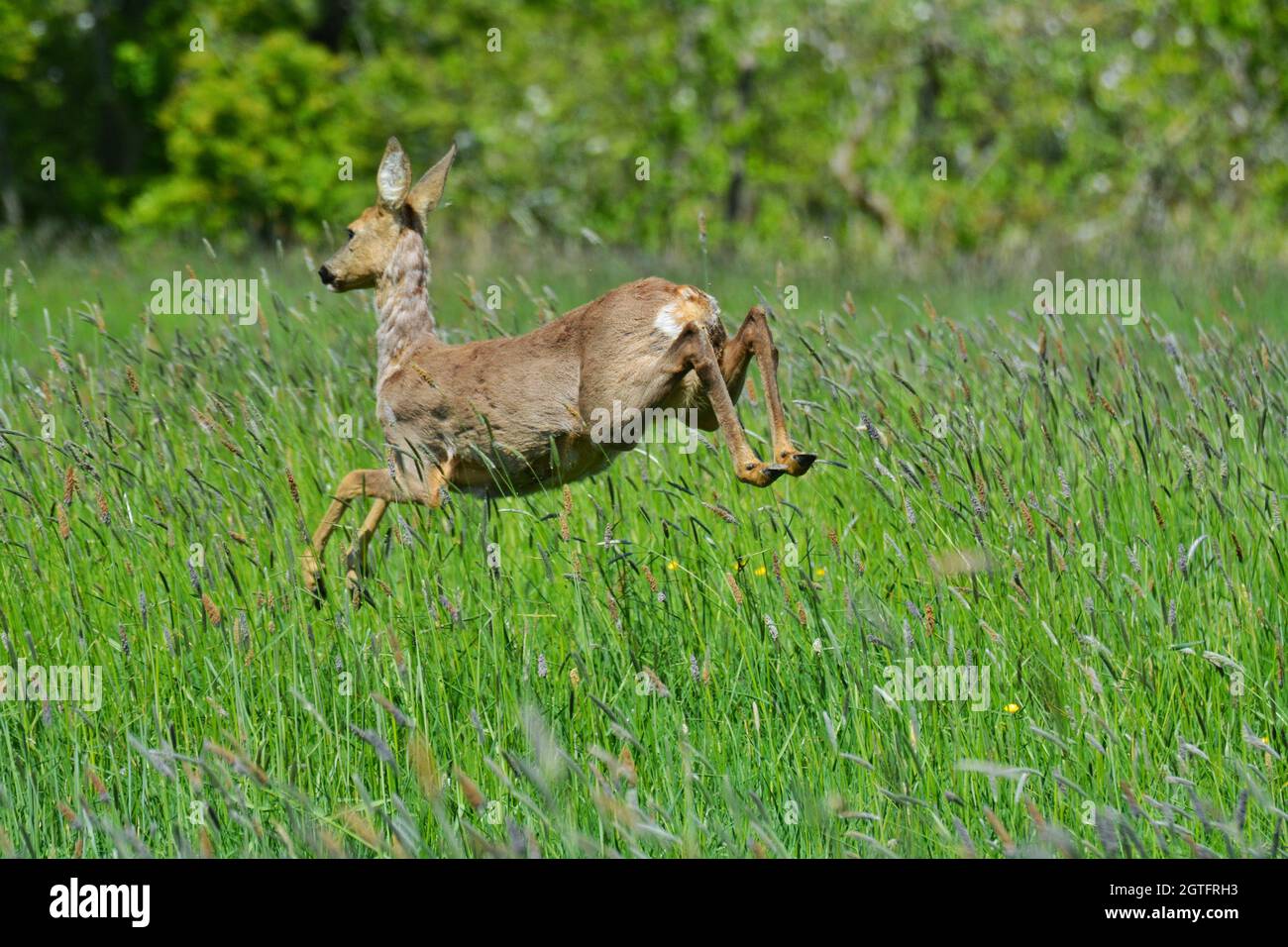 Animaltheme hi-res stock photography and images - Alamy
