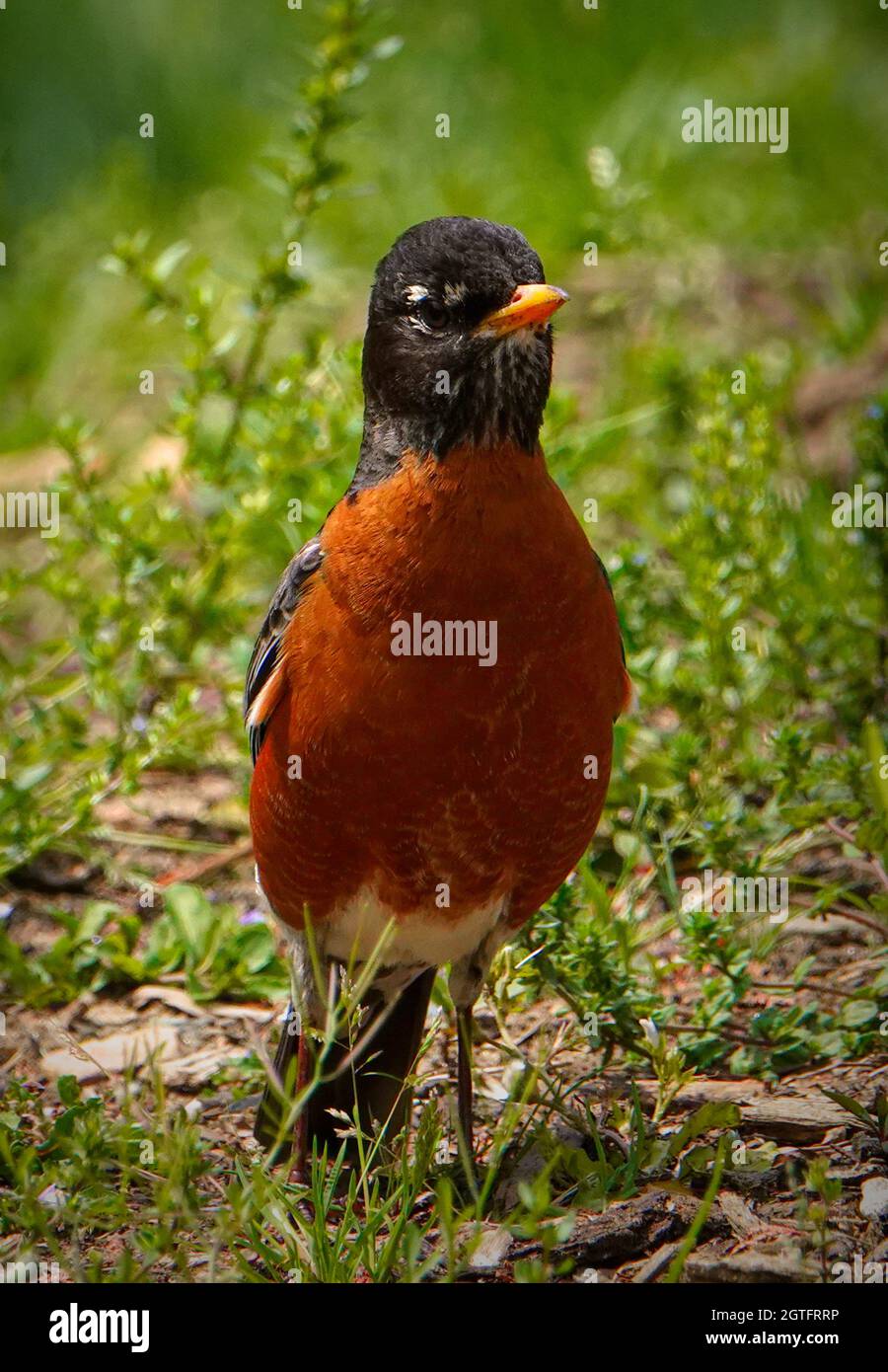 Close up of robin on grass hi-res stock photography and images - Alamy
