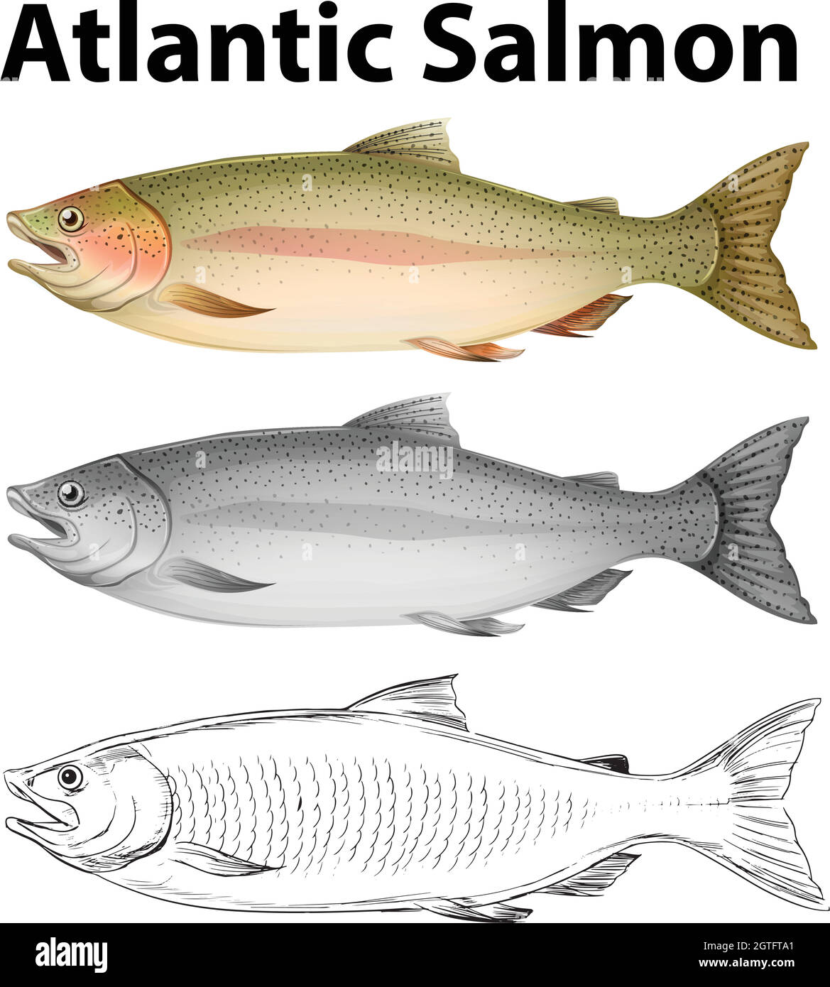 Three drawing styles of atlantic salmon Stock Vector Image & Art - Alamy