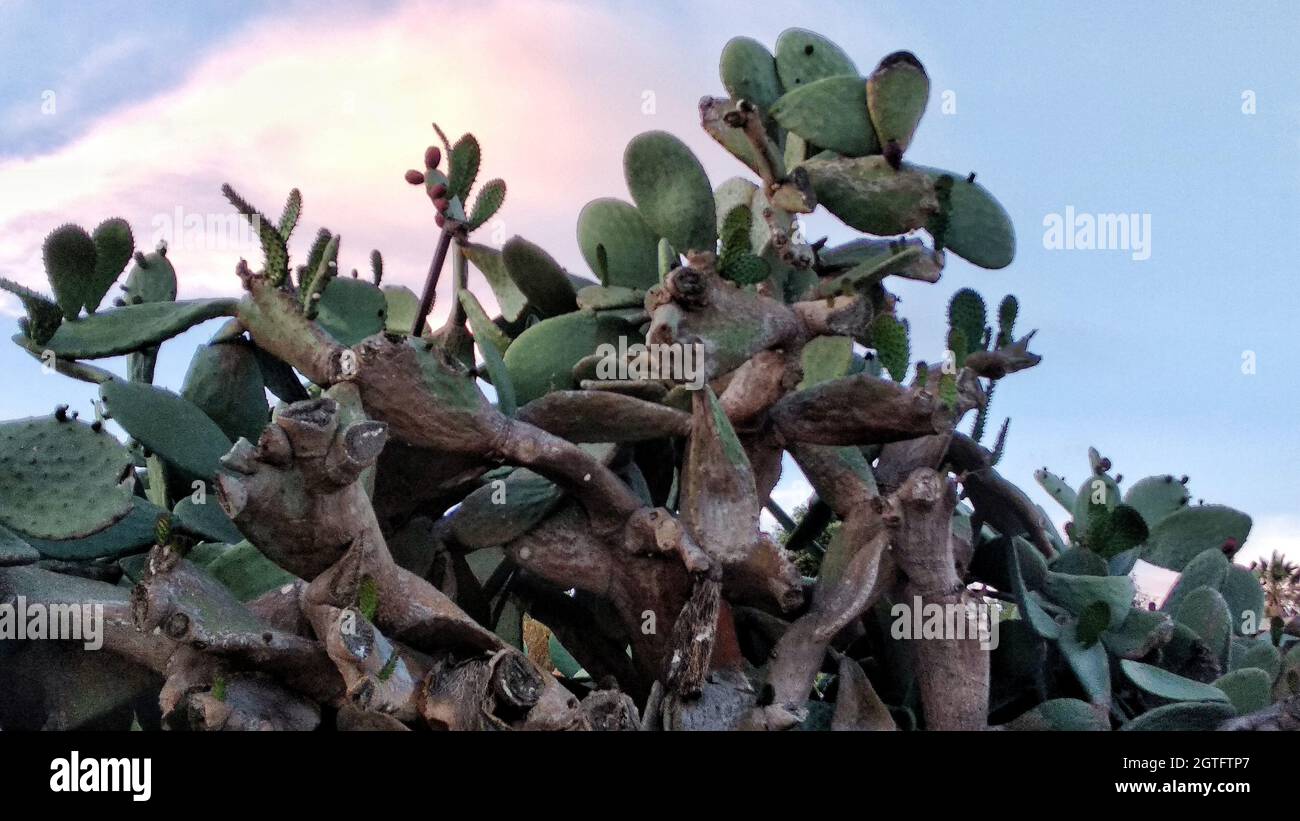 Prickly pear tree malta hi-res stock photography and images - Alamy