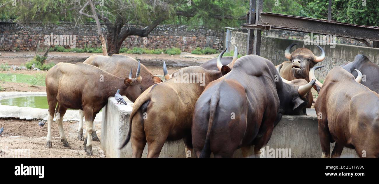 Bulls are eating grass hi-res stock photography and images - Alamy